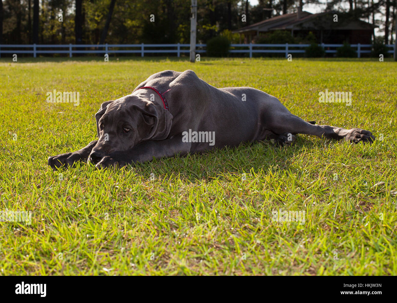 Great dane with sad eyes hi-res stock photography and images - Alamy
