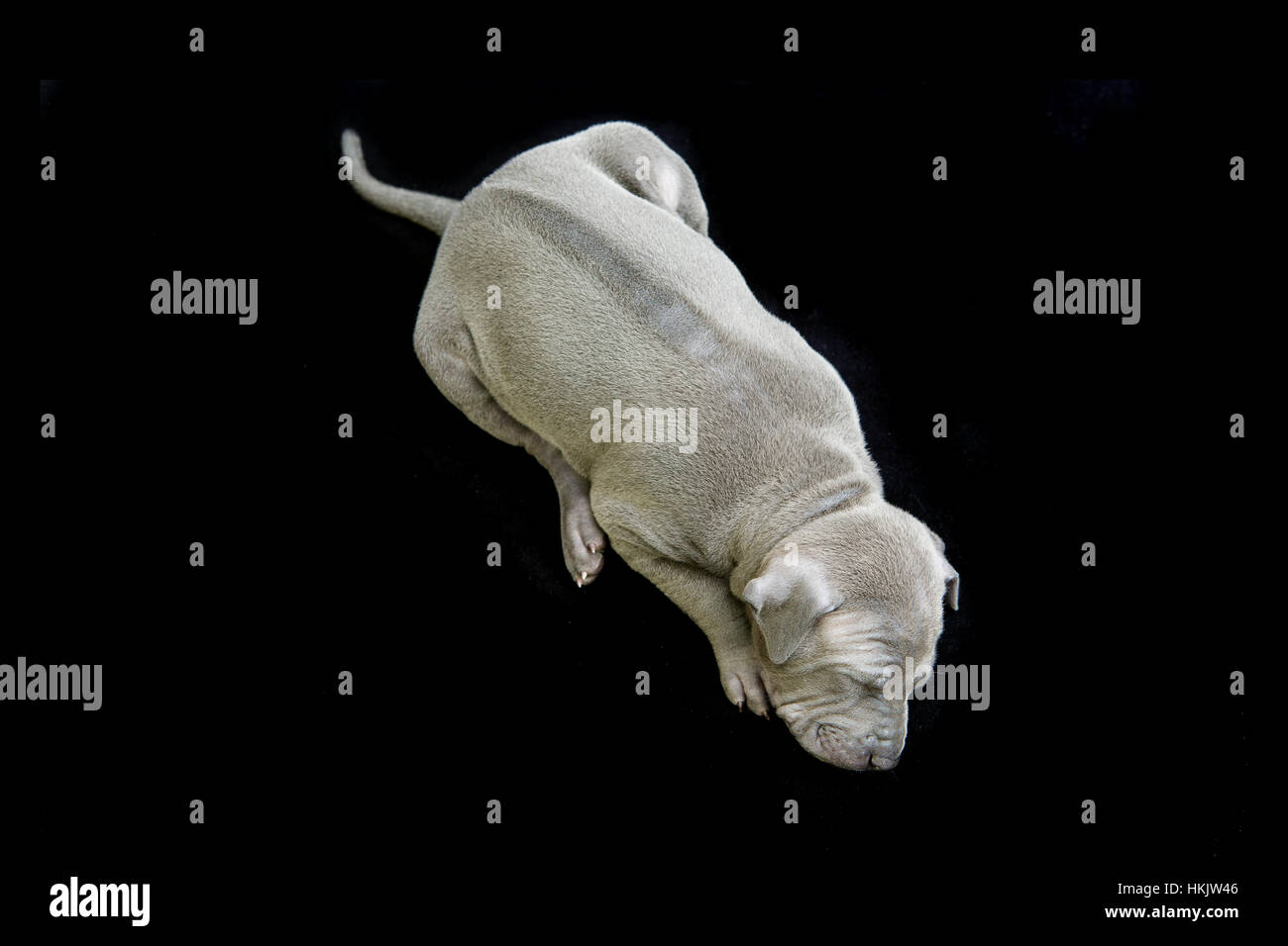 Thai ridgeback puppy isolated on white Stock Photo - Alamy
