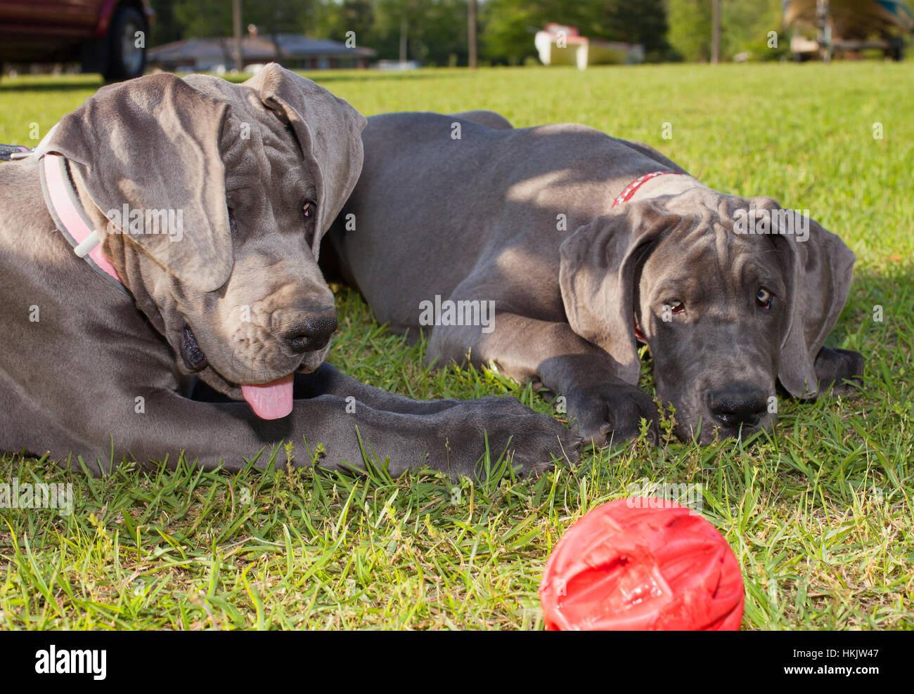Two grey Great Dane puppies lying down watching a red ball Stock Photo ...