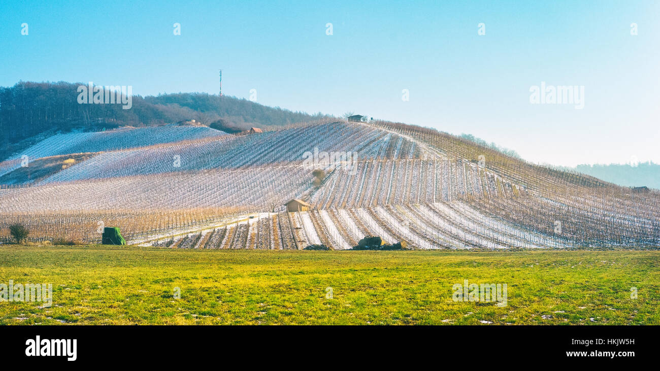 Landscape view to a snowy vineyard Stock Photo - Alamy