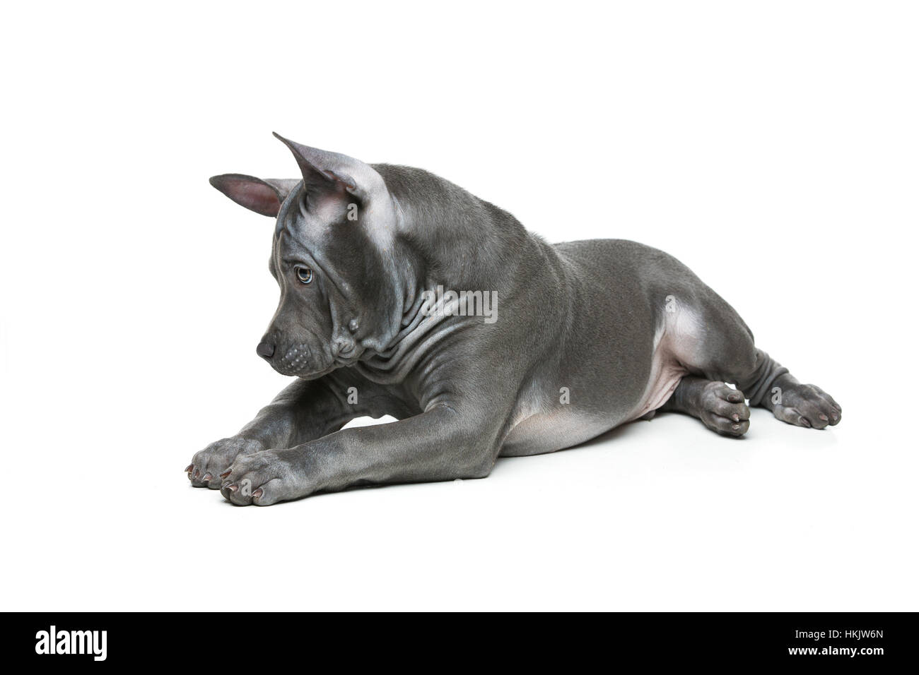 Thai ridgeback puppy Stock Photo - Alamy