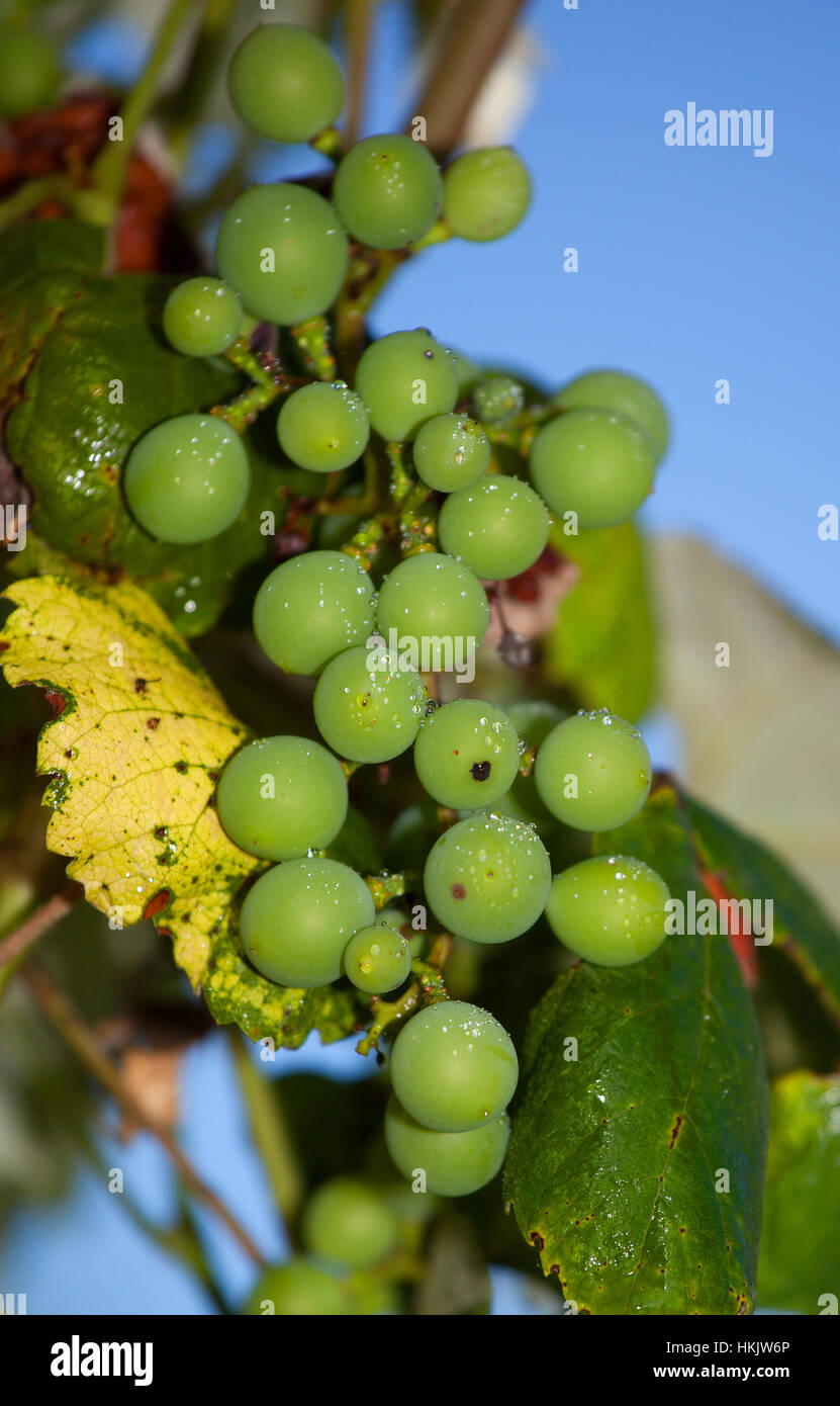 Grape bunch that is still on the vine and wet in the morning Stock ...
