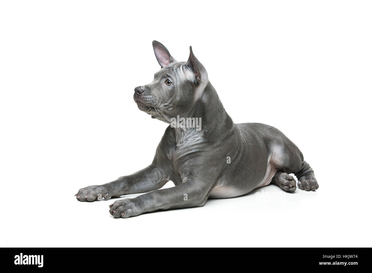 Thai ridgeback puppy Stock Photo - Alamy