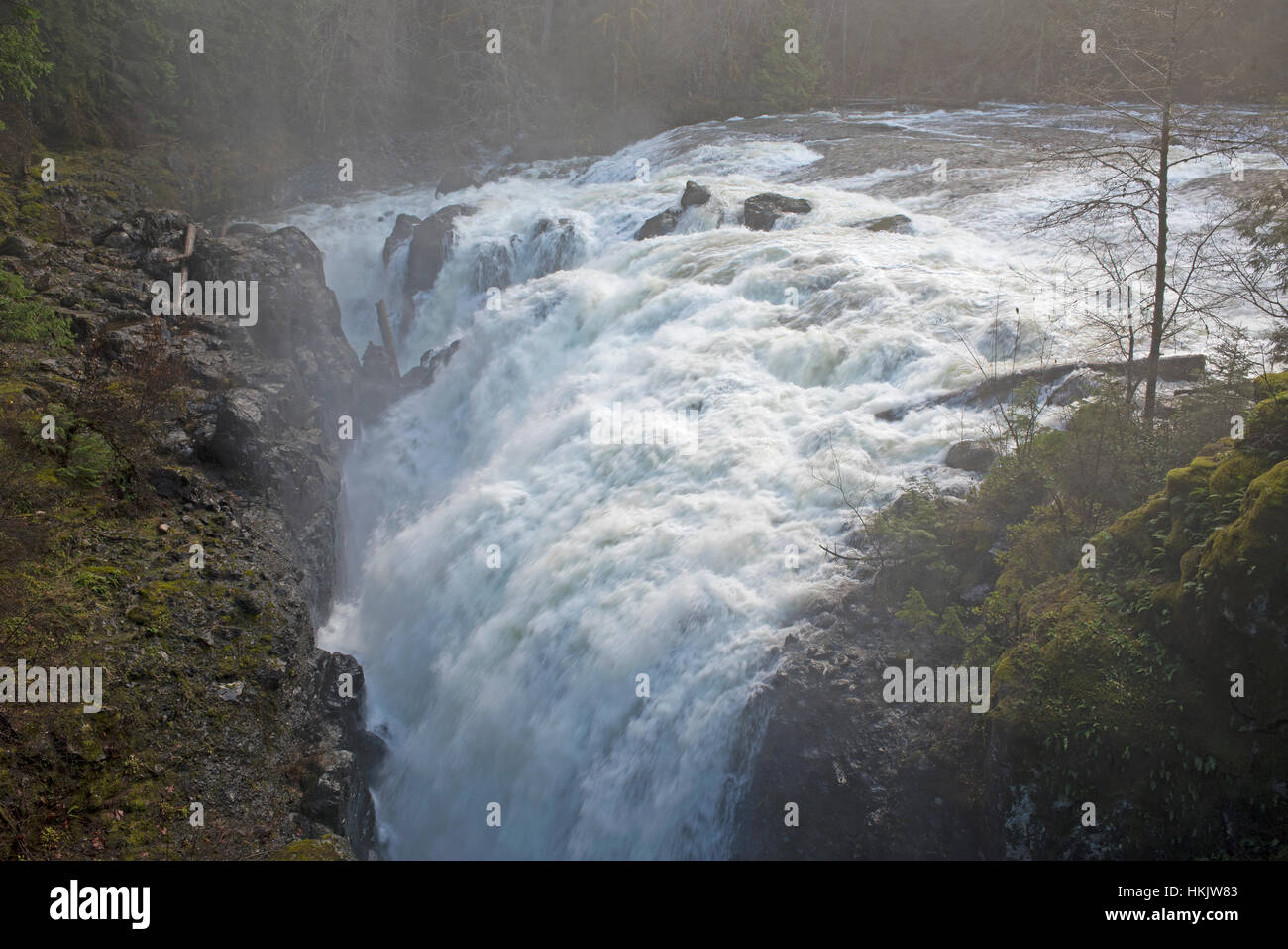Englishman River Falls Provincial Park Suspension Bridges Viewing ...