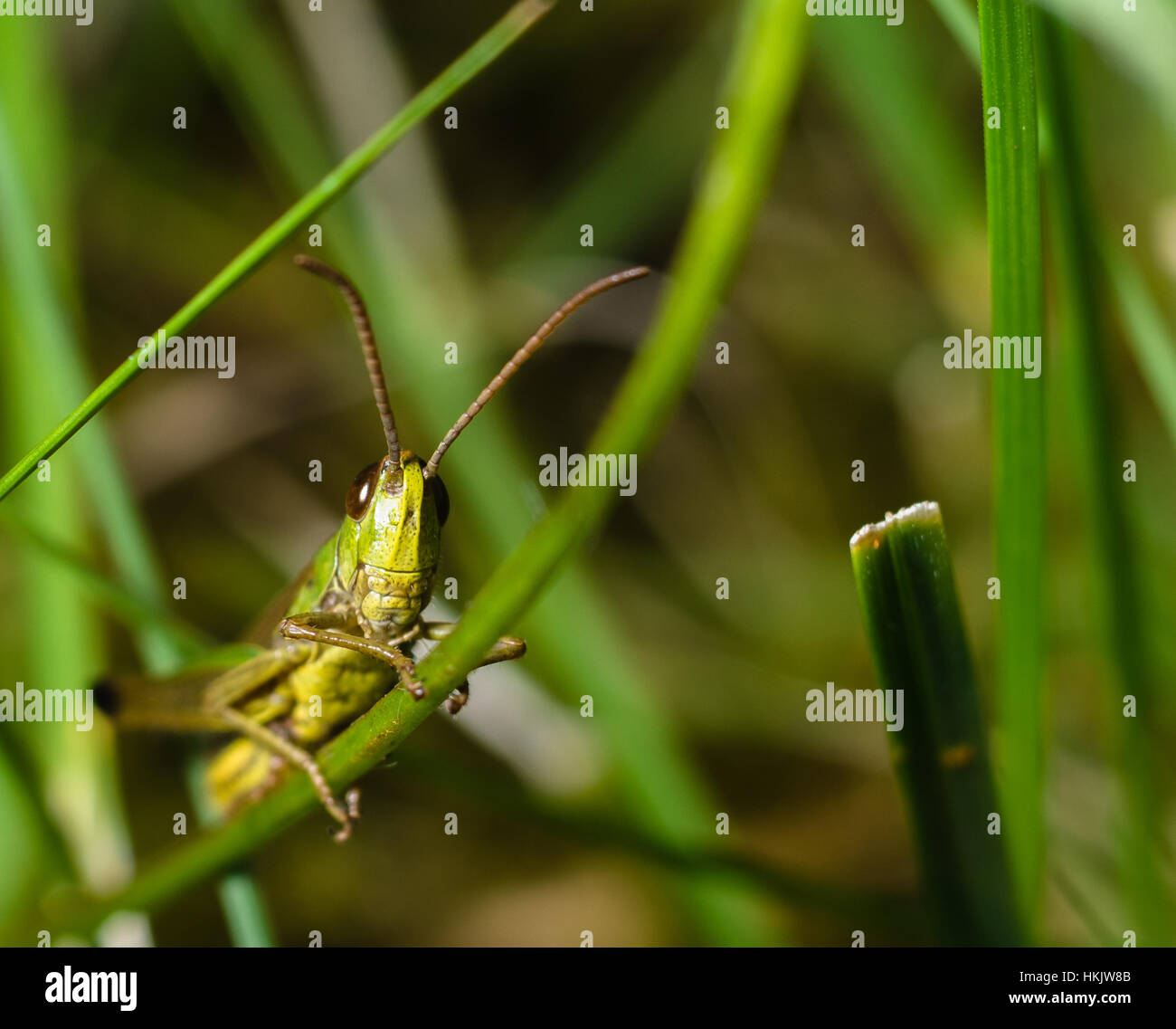 Grass hopper close up hi-res stock photography and images - Alamy