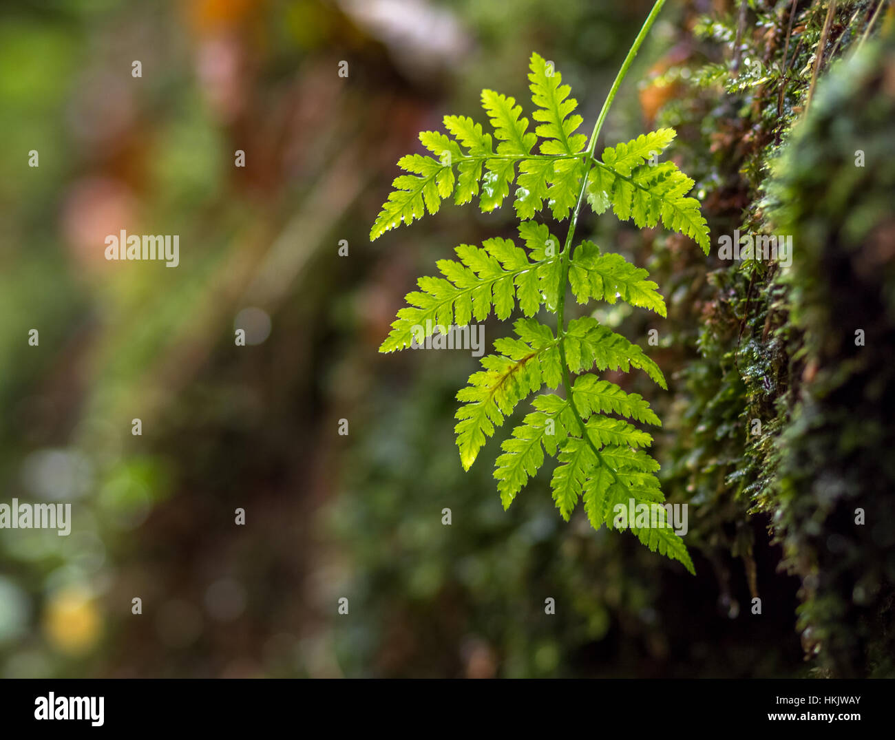 Little fern hanging down the wall Stock Photo - Alamy