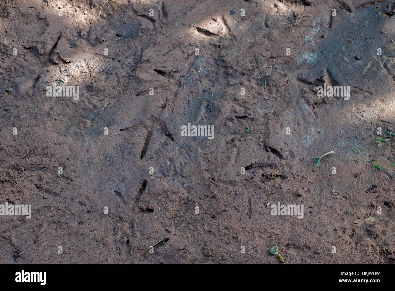 Footprints on the ground chicken in Thailand.(Selective focus Stock ...