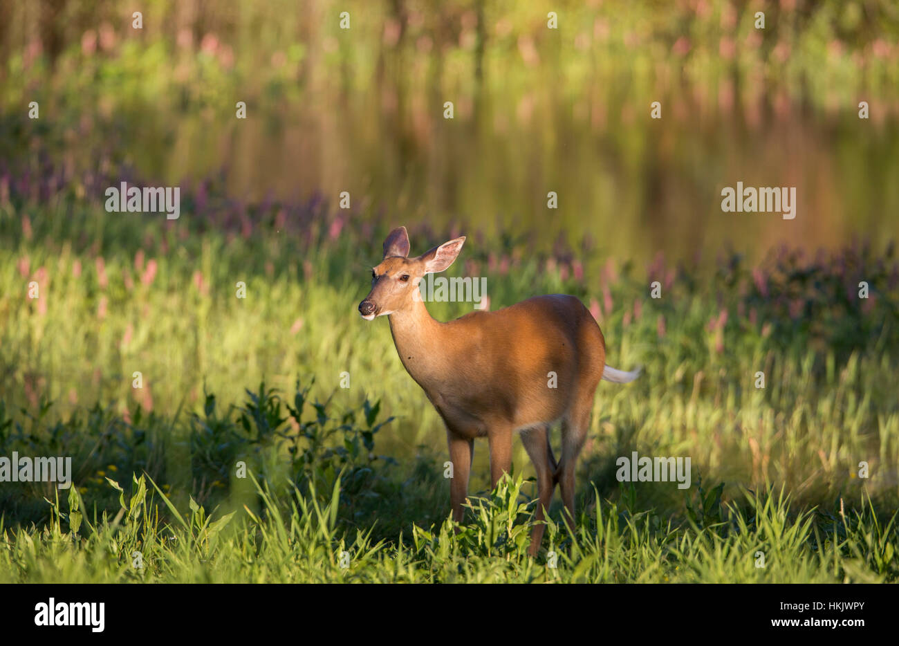 Smart deer hi-res stock photography and images - Alamy