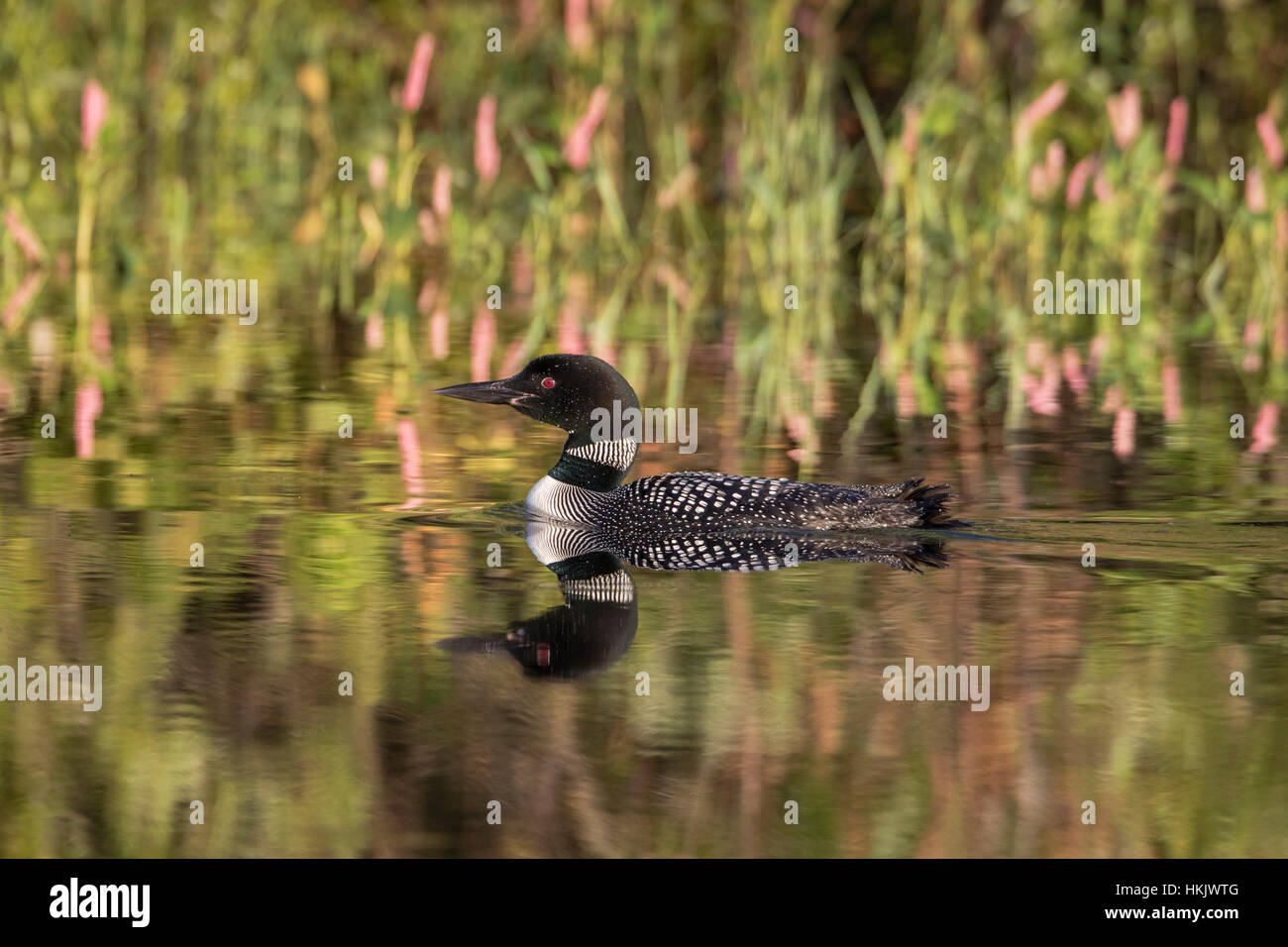 Common loon swimming in a northern Wisconsin lake Stock Photo - Alamy