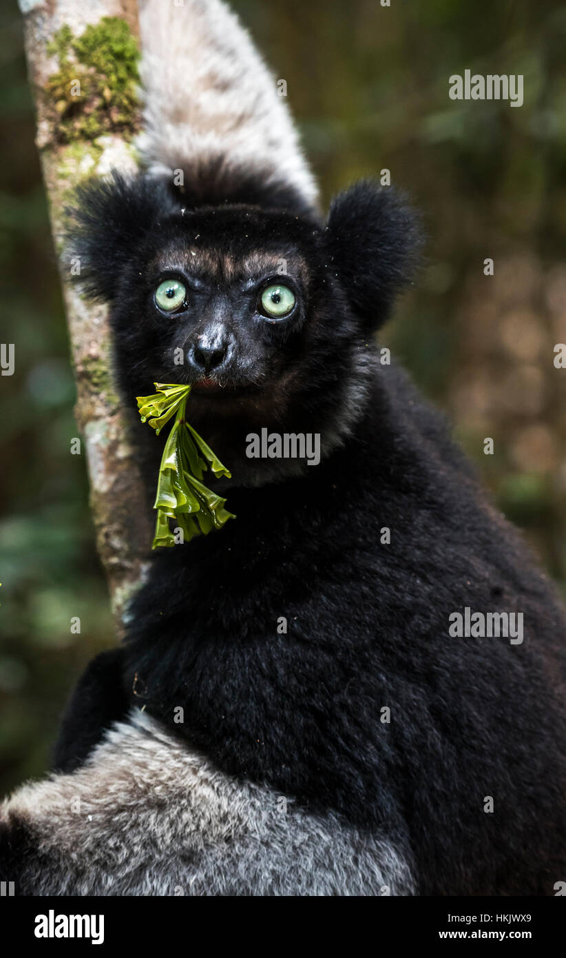 An Indri lemur in the rainforest of Madagascar.Indri's are endemic to ...