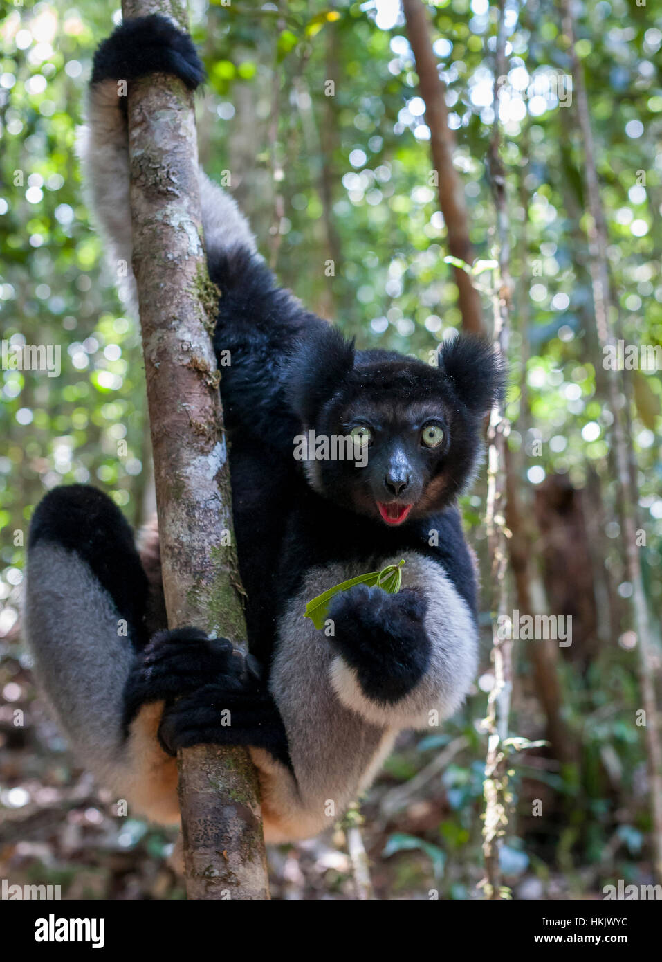 An Indri lemur in the rainforest of Madagascar.Indri's are endemic to ...