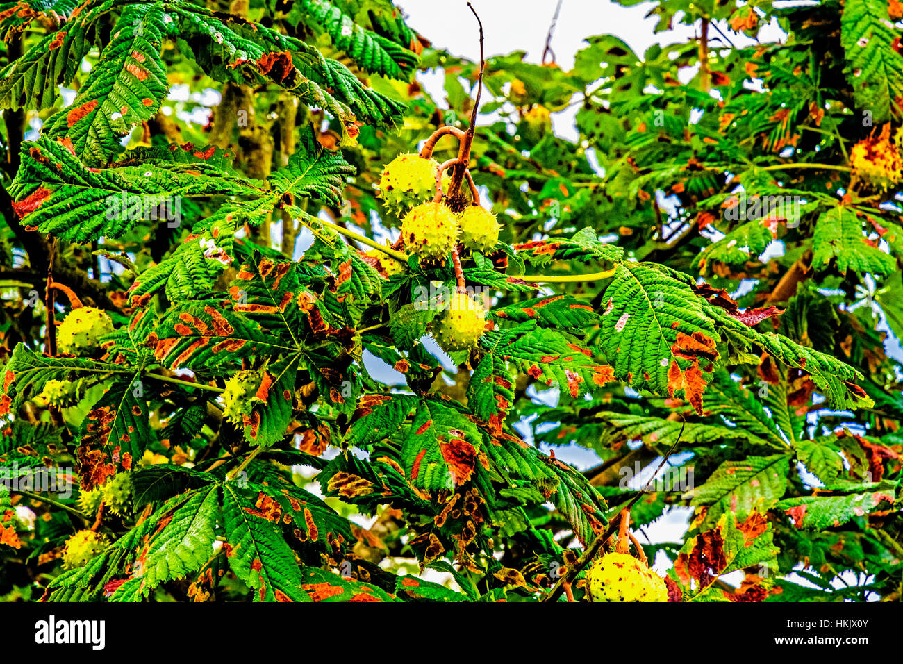Kastanien baum herbst hi-res stock photography and images - Alamy