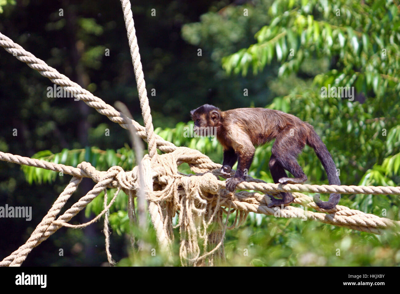 Small brown capuchin monkey on the ropes Stock Photo - Alamy