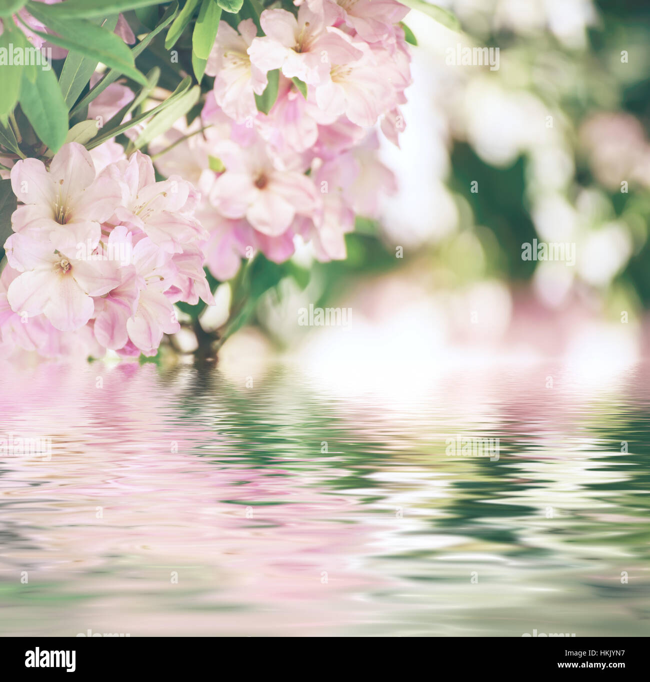 Rhododendron maximum pink flowers Stock Photo - Alamy