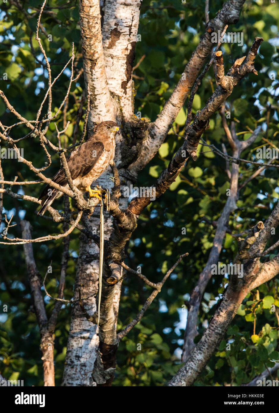 Broad-winged hawk holding a snake Stock Photo - Alamy