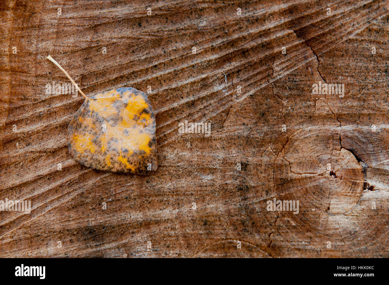 Tree log hi-res stock photography and images - Alamy