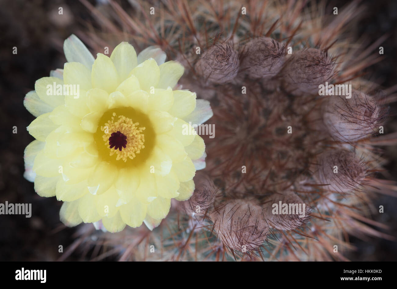 Notocactus Mammulosus cactus with blooming yellow flower Stock Photo ...
