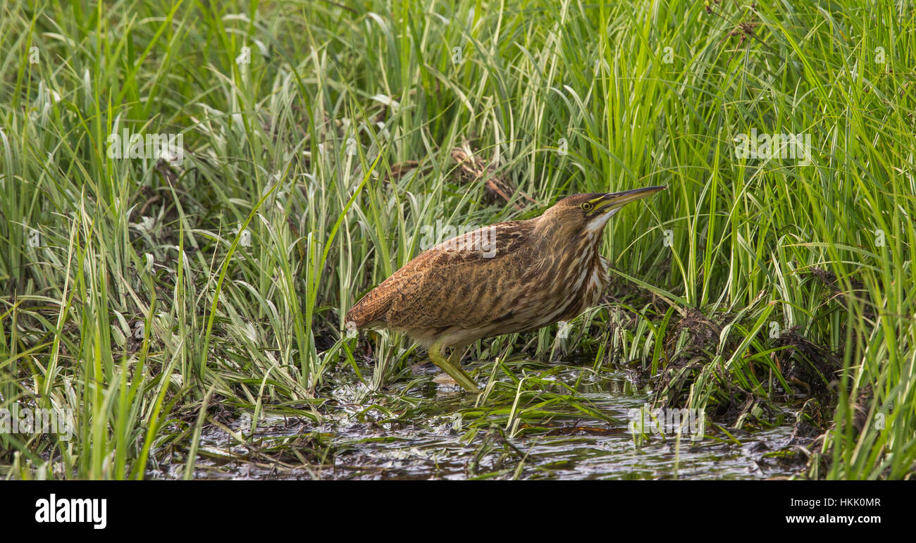 North american bittern hi-res stock photography and images - Alamy