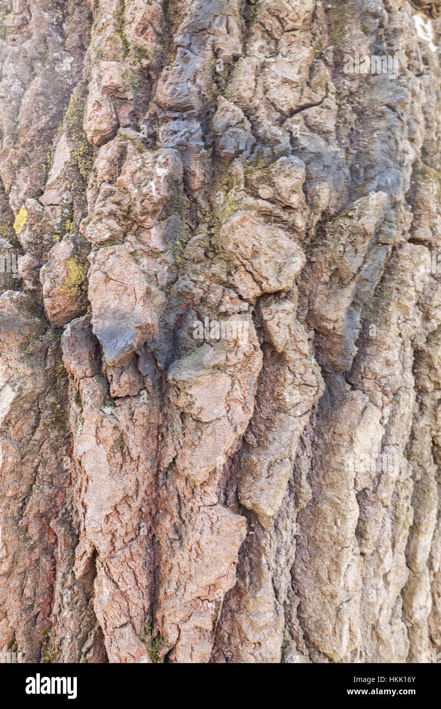 tree bark in nature, note shallow depth of field Stock Photo - Alamy