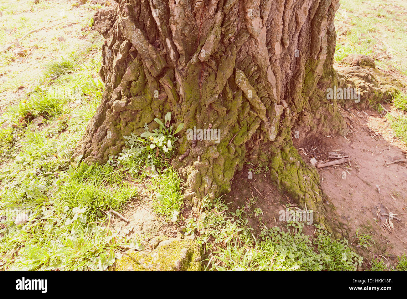 grass and moss around the tree in nature, note shallow depth of field ...