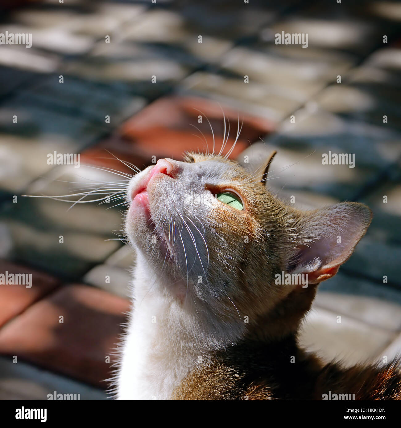 Beautiful cat lit by sunlight Stock Photo - Alamy