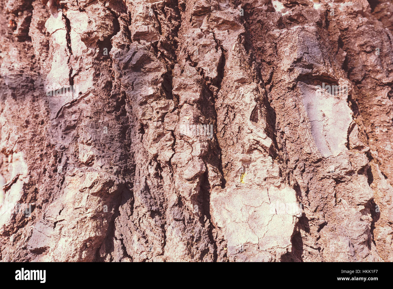 tree bark in nature, note shallow depth of field Stock Photo - Alamy
