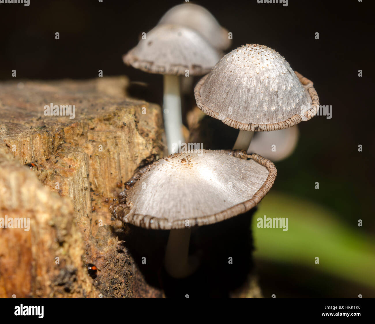 Wood fungus hi-res stock photography and images - Alamy