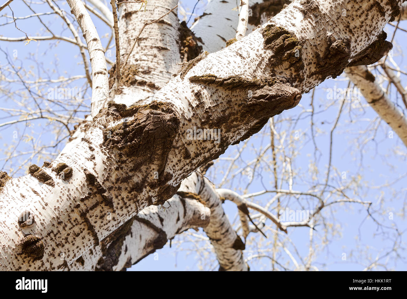 thick tree branch with reliefs on the bark in nature, note shallow ...