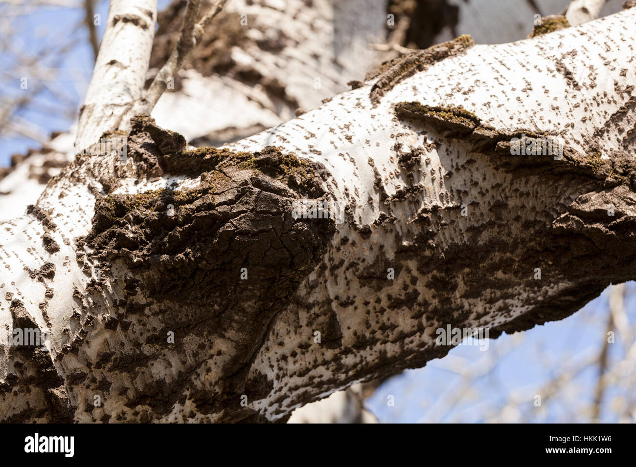 thick tree branch with reliefs on the bark in nature, note shallow ...