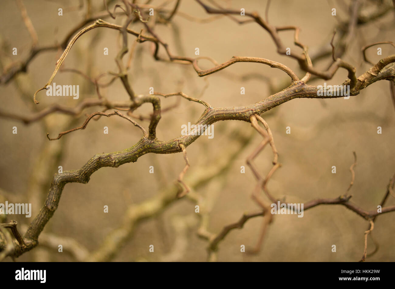 Robinia pseudoacacia 'Twisty Baby' branches in winter Stock Photo - Alamy