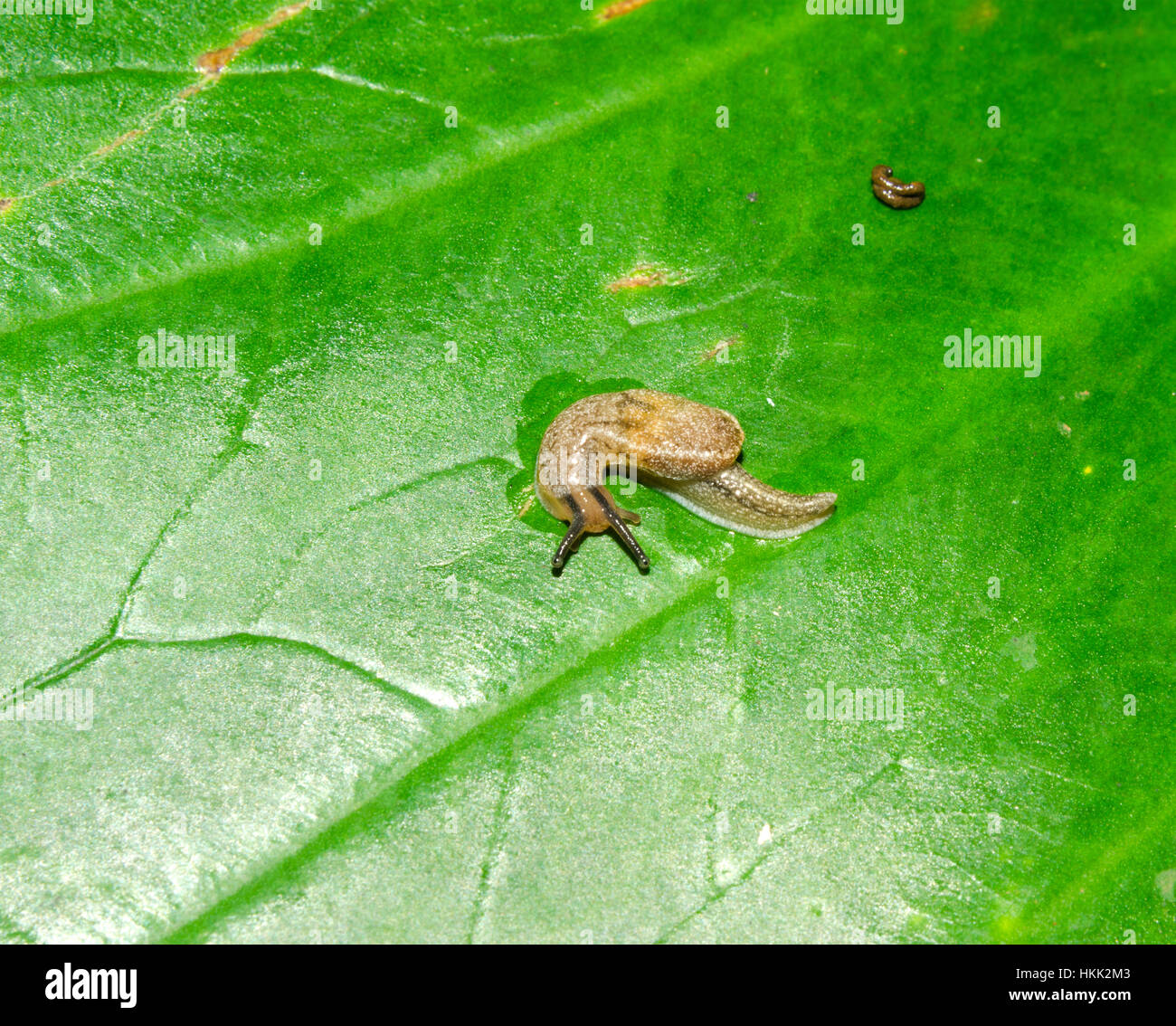 Snail family hi-res stock photography and images - Alamy