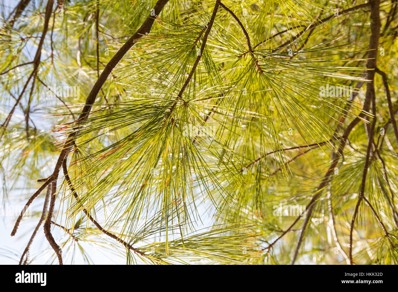 white pine branches and sky in the background, note shallow depth of ...