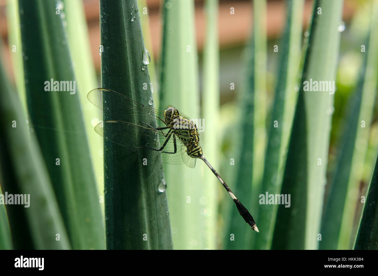 Outdoor insect hi-res stock photography and images - Alamy