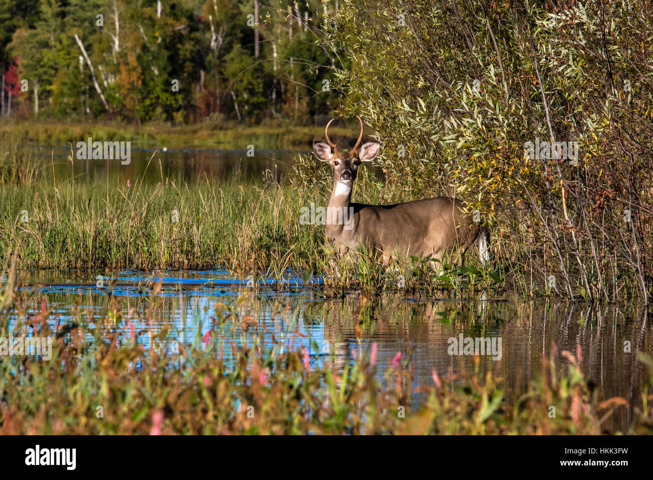 Whitetail deer buck water hi-res stock photography and images - Alamy