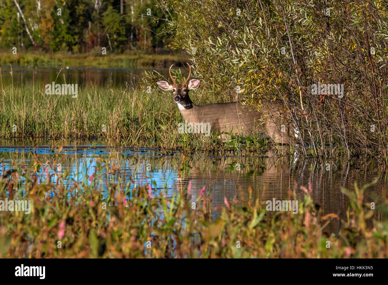 Whitetail deer buck water hi-res stock photography and images - Alamy