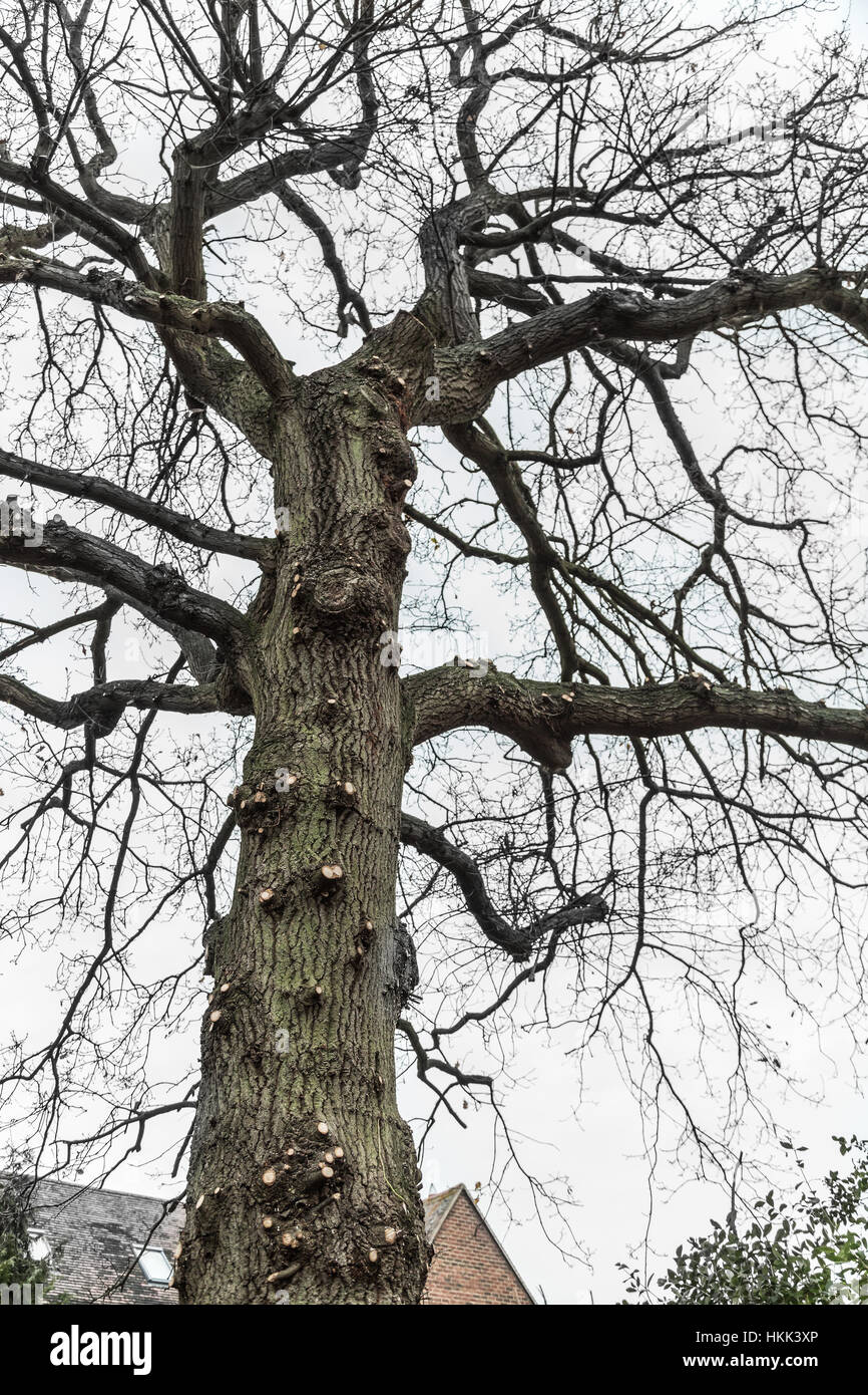 Oak tree in winter that has been reduced on one side by a tree surgeon ...