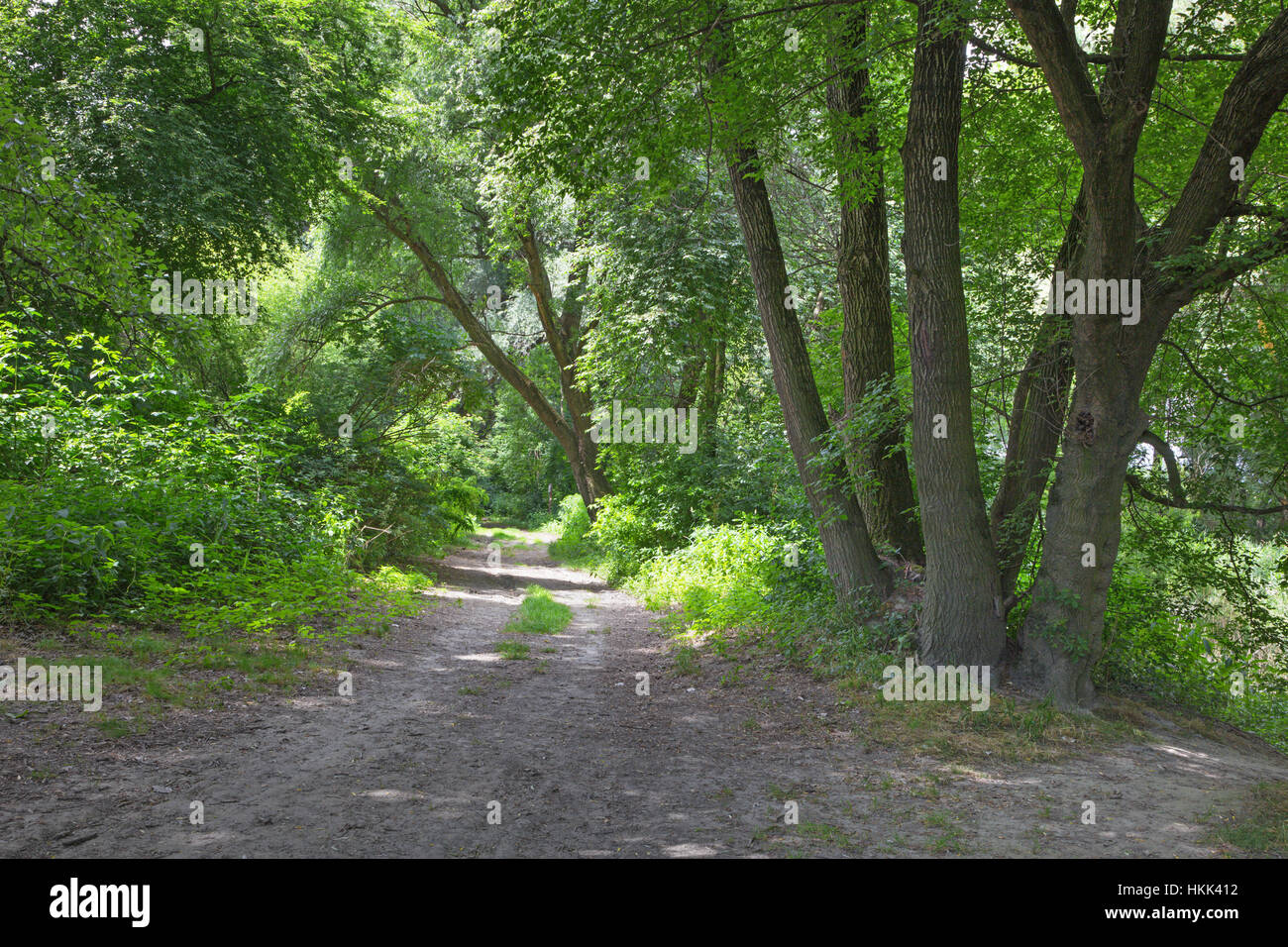 The way in alluvial forest on the waterfront of Danube in National park ...