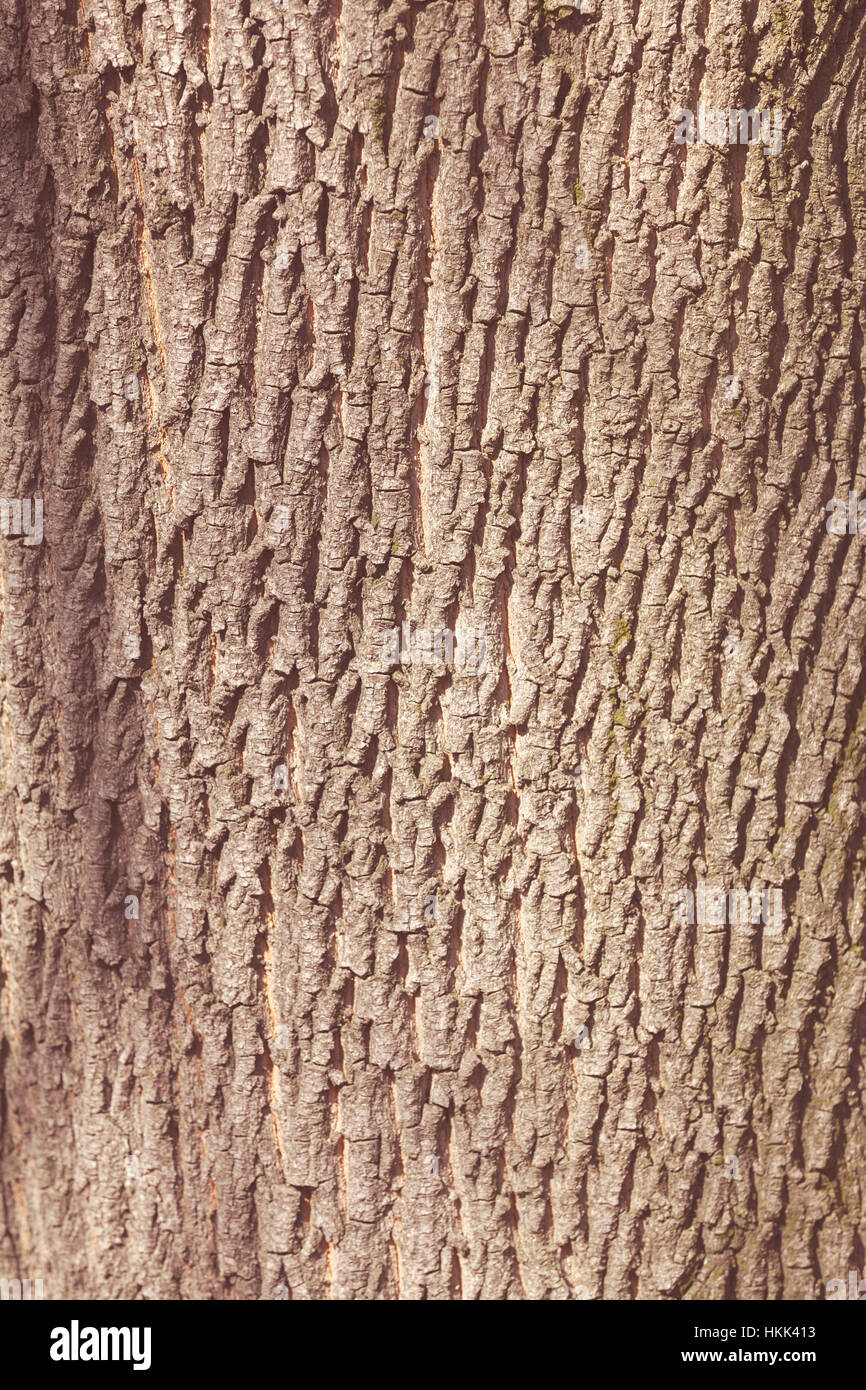 tree bark in nature, note shallow depth of field Stock Photo - Alamy