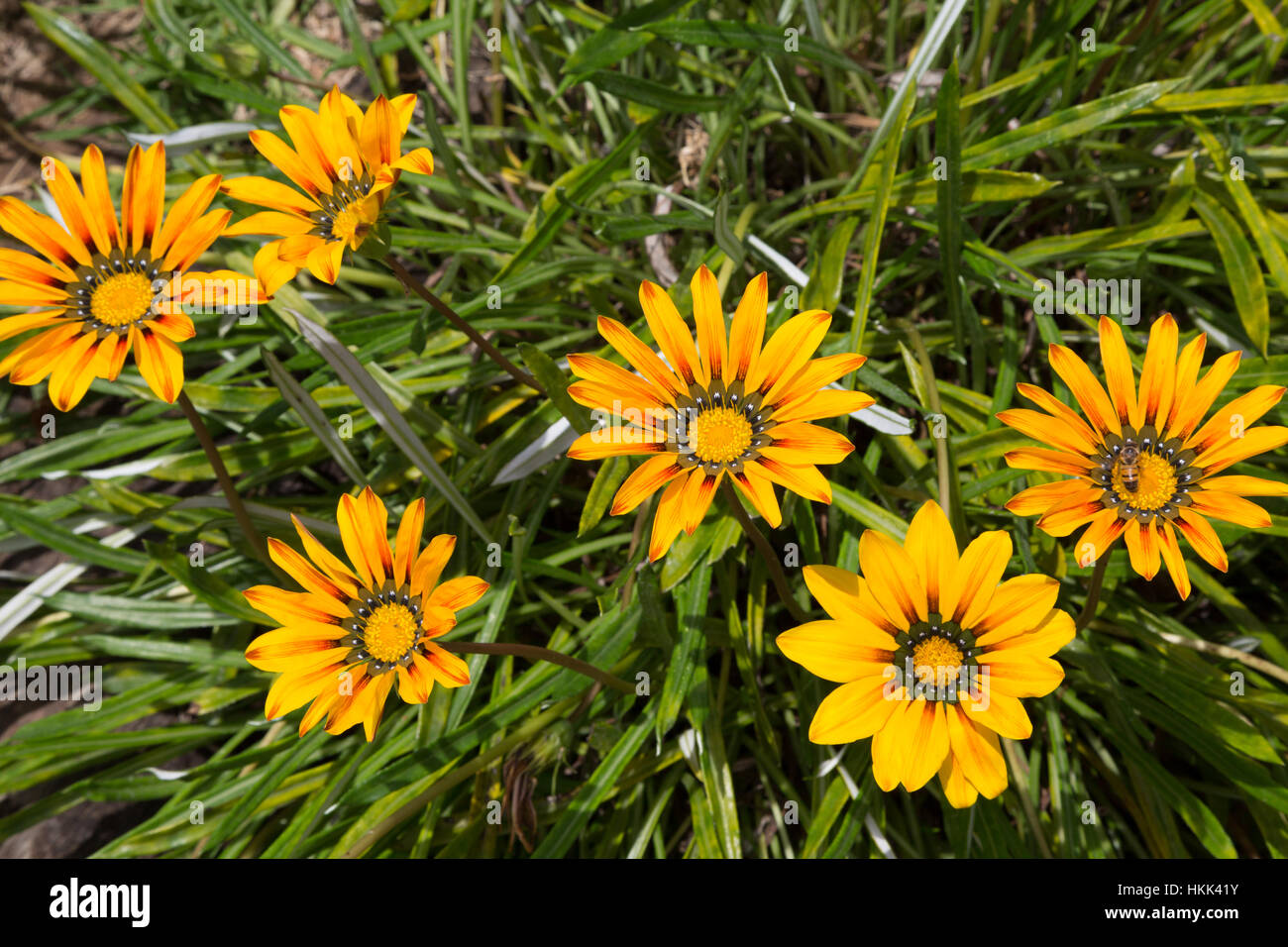 Treasure flower (Gazania rigens), bright yellow orange flowers in Stock ...