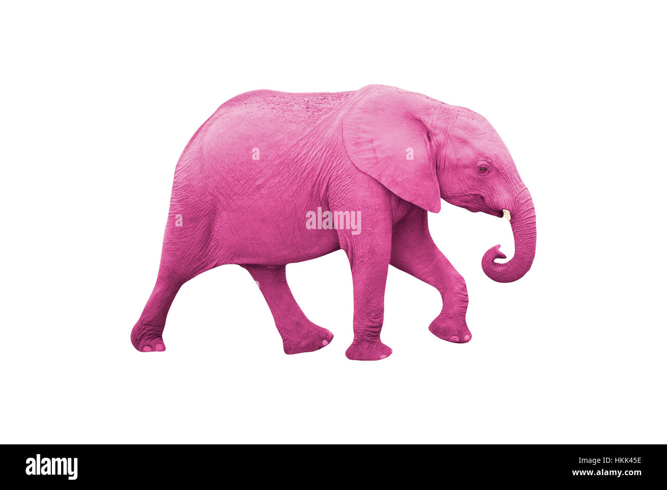 Funny baby african elephant ears hi-res stock photography and images ...