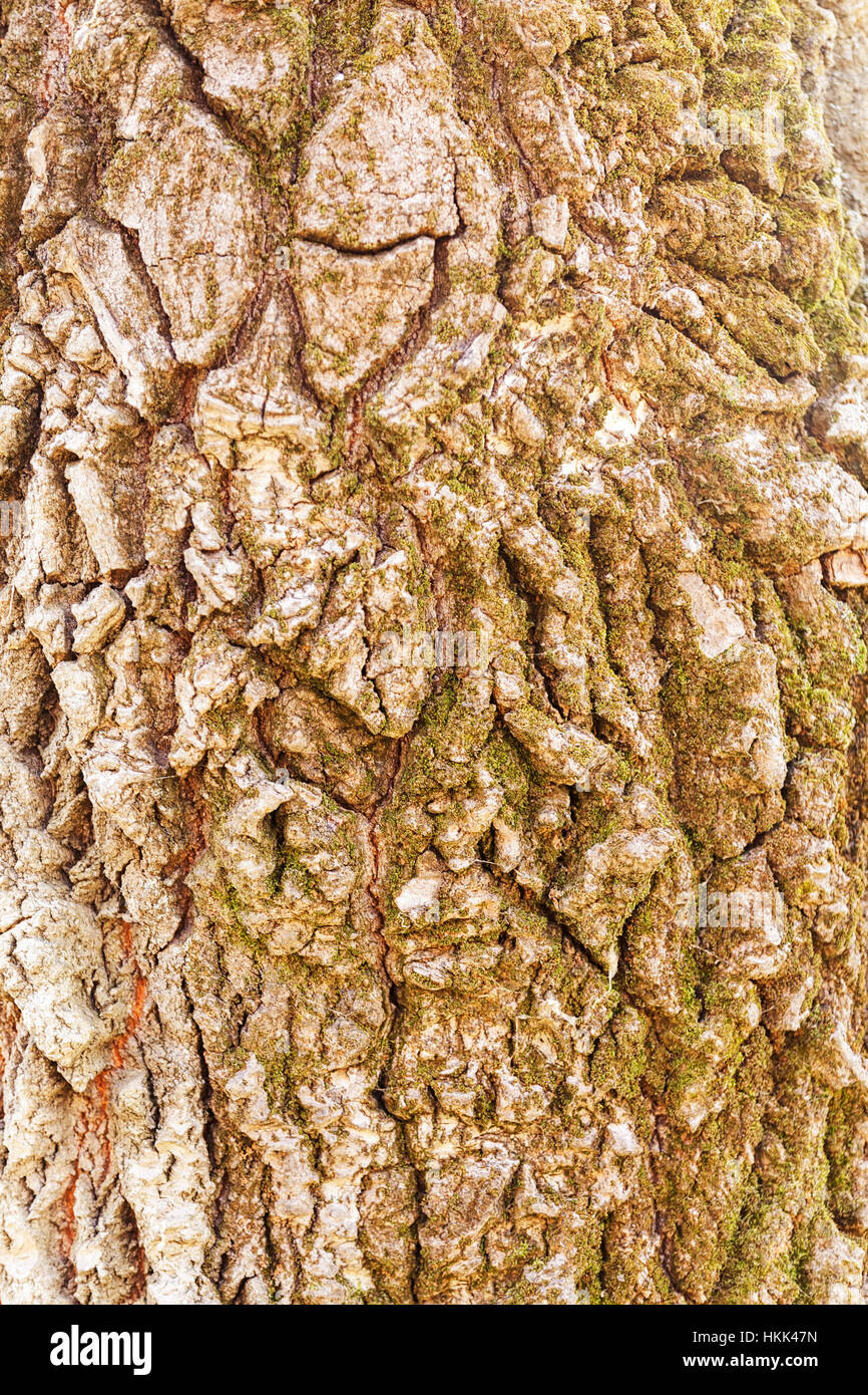 tree bark in nature, note shallow depth of field Stock Photo - Alamy