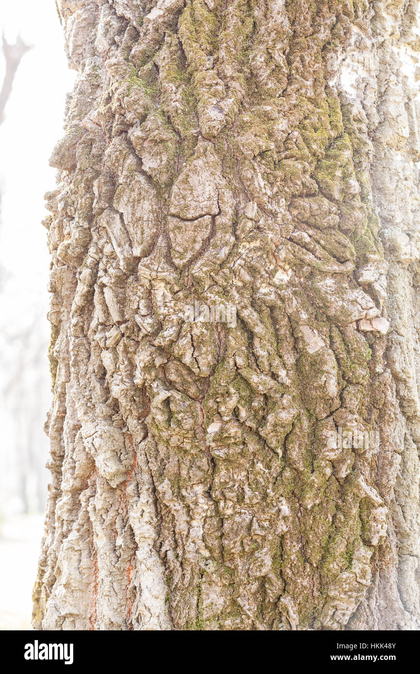 tree bark in nature, note shallow depth of field Stock Photo - Alamy