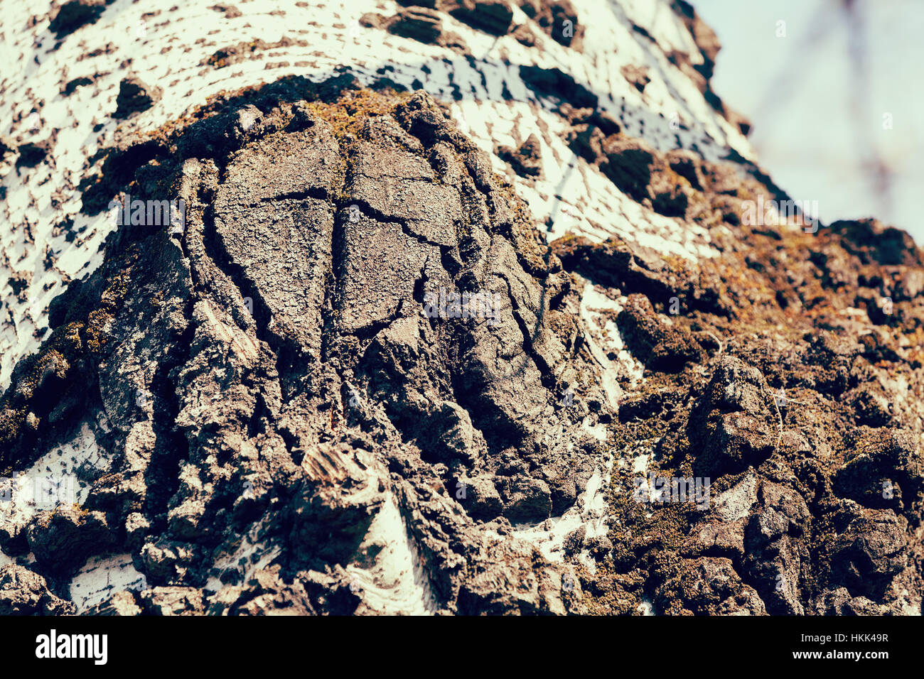 tree bark in nature, note shallow depth of field Stock Photo - Alamy