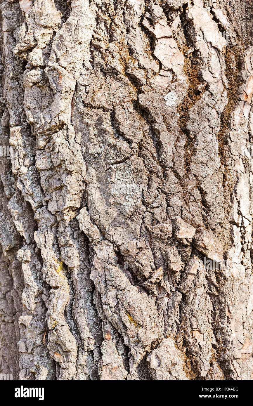 tree bark in nature, note shallow depth of field Stock Photo - Alamy