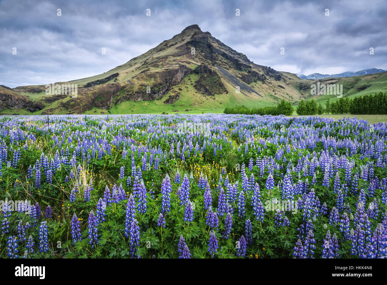 Typical Iceland landscape with mountains and lupine flowers field ...