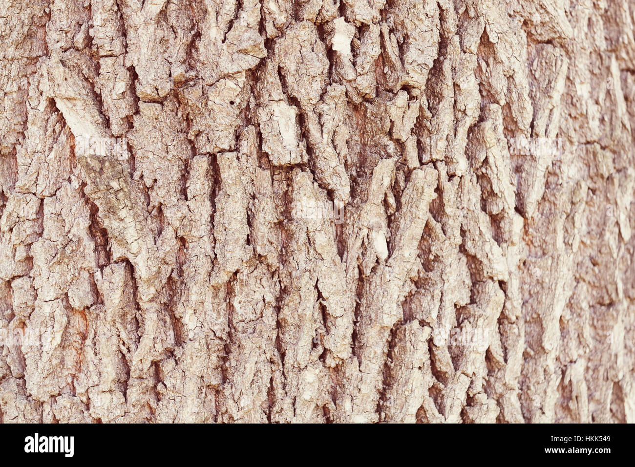 tree bark in nature, note shallow depth of field Stock Photo - Alamy