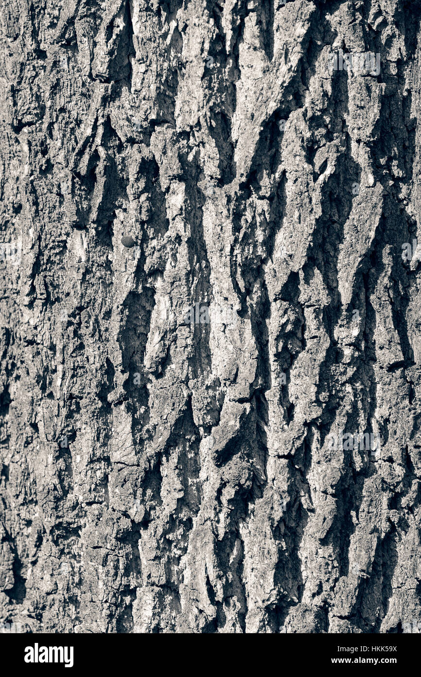 tree bark in nature, note shallow depth of field Stock Photo - Alamy