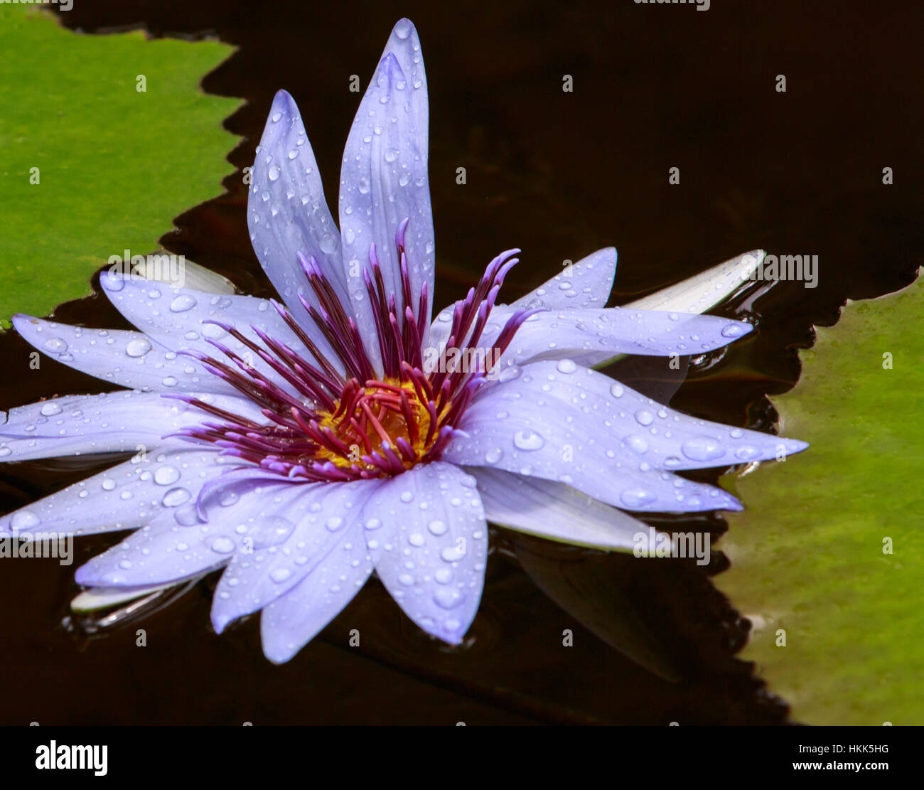 Egyptian blue lotus hi-res stock photography and images - Alamy