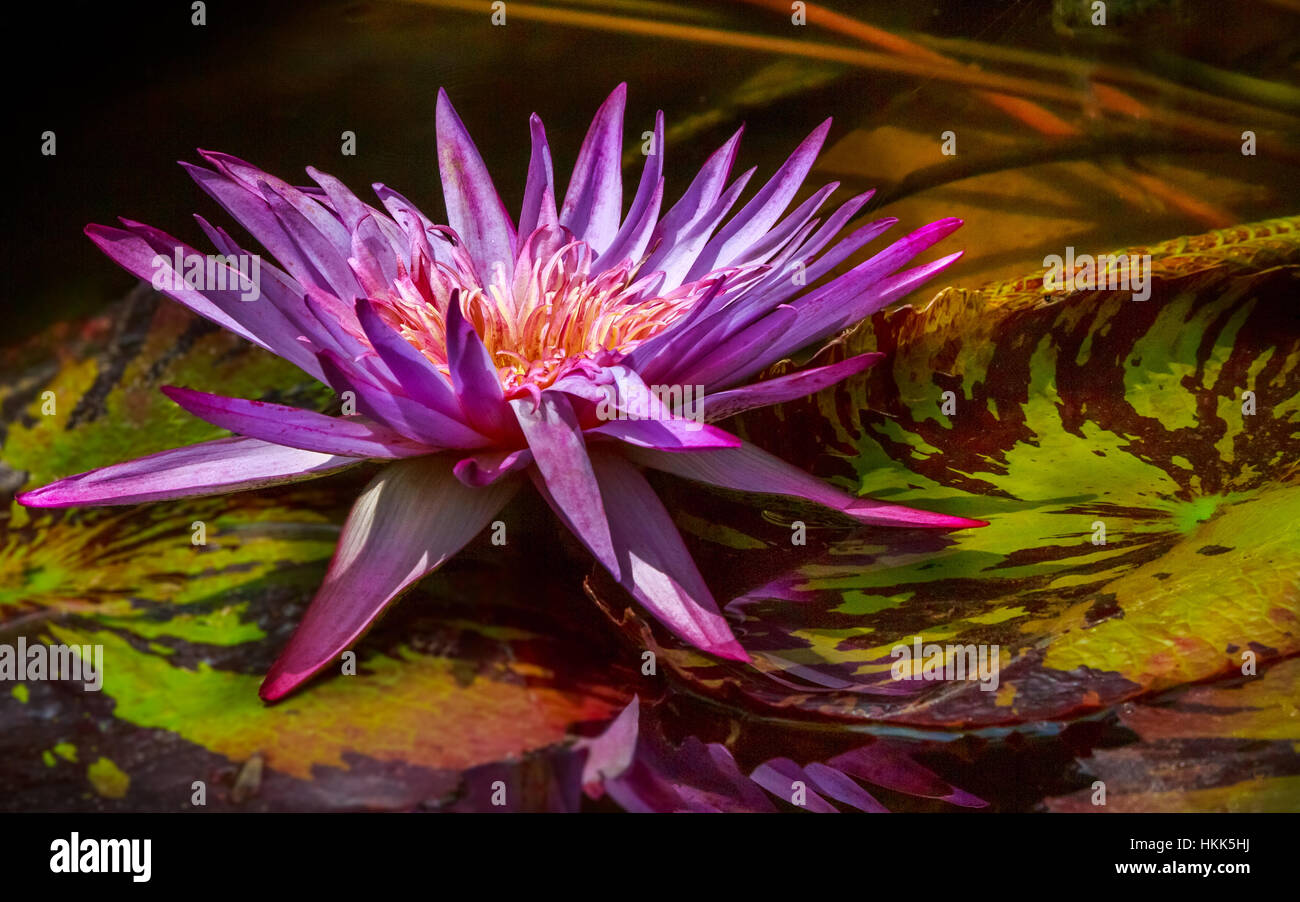 Egyptian blue lotus hi-res stock photography and images - Alamy