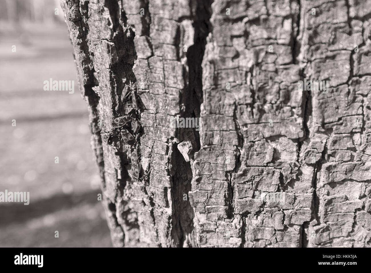 tree bark in nature, note shallow depth of field Stock Photo - Alamy